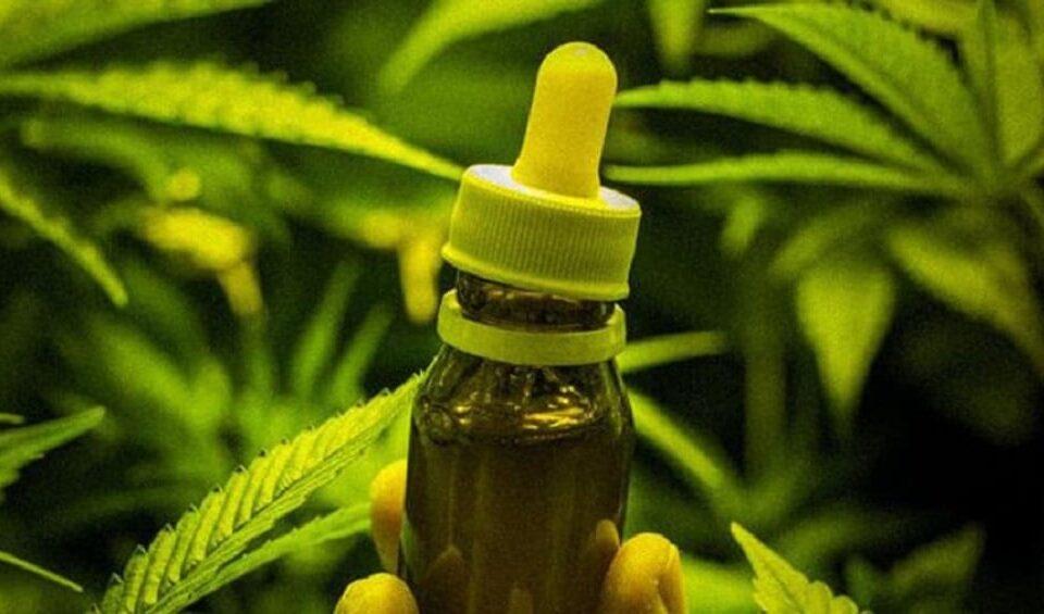 Até 30 de setembro - STJ adia prazo para Anvisa regular cultivo ...