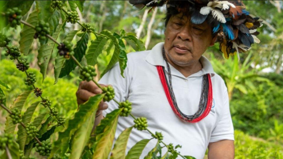 Agro - SABOR DA FLORESTA: Café Paiter Suruí recebe reconhecimento ...